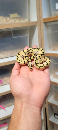 Od Bumblebee 50% Het Albino Female Ball Python by J.B. Morphs Exotics