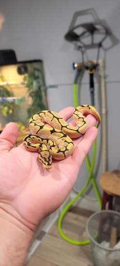 Orange Dream Spider 50% Het Albino Ball Python by J.B. Morphs Exotics