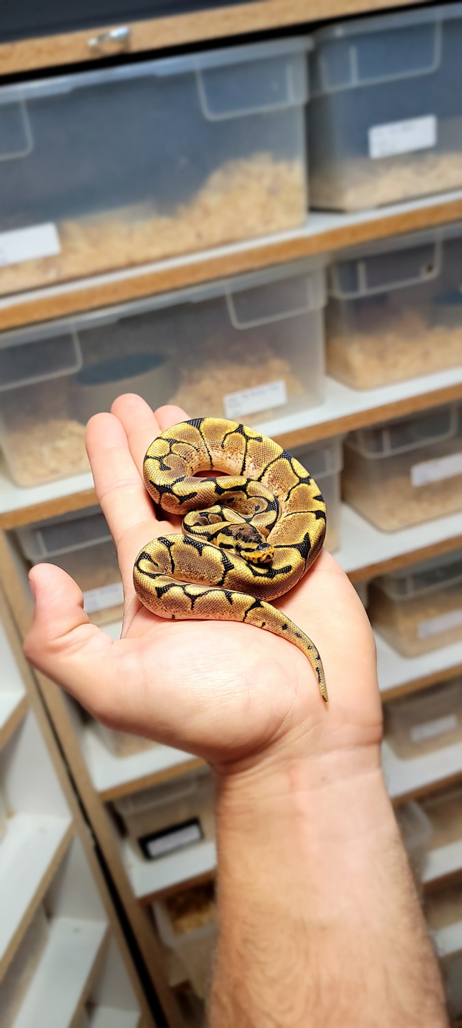 Spider 50% Het Albino Ball Python by J.B. Morphs Exotics - MorphMarket