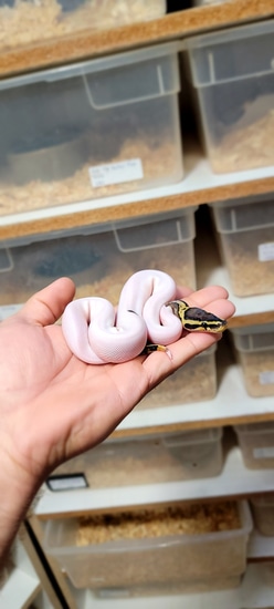 Pied Ball Python by J.B. Morphs Exotics
