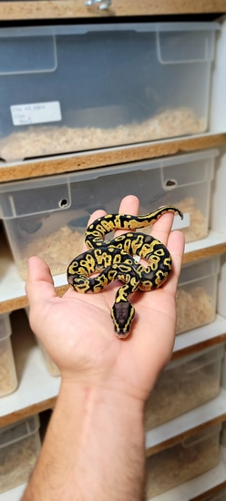 Pastel Het Pied Ball Python by J.B. Morphs Exotics