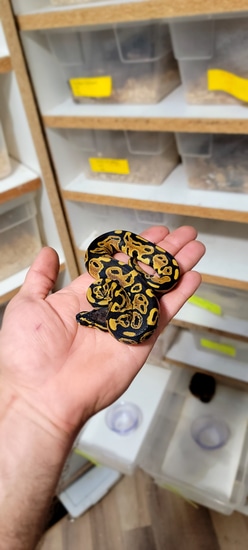 Het Pied Ball Python by J.B. Morphs Exotics