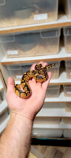Super Orange Dream Het Pied Ball Python by J.B. Morphs Exotics