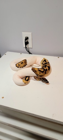 Pied Proven Breeder Ball Python by J.B. Morphs Exotics