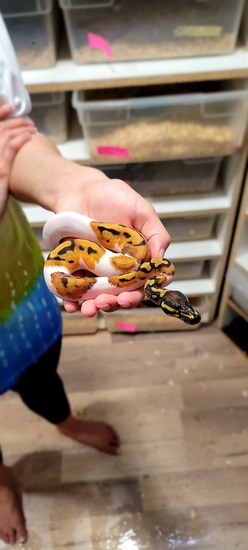 Orange Dream Pied Ball Python by J.B. Morphs Exotics