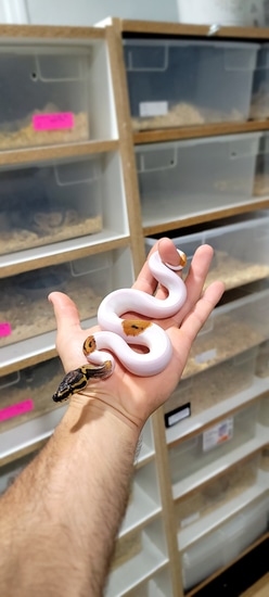 Pied Ball Python by J.B. Morphs Exotics