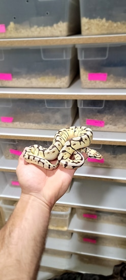 Bumblebee Het Clown Ball Python by J.B. Morphs Exotics