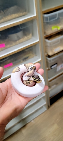 Super Pastel Pied Ball Python by J.B. Morphs Exotics