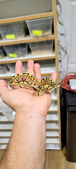 Spider Ball Python by J.B. Morphs Exotics