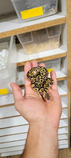 Pastel Clown Ball Python by J.B. Morphs Exotics