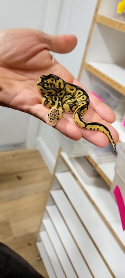 Pastel Clown Twins Ball Python by J.B. Morphs Exotics