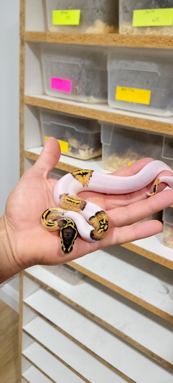 Pastel Pied Ball Python by J.B. Morphs Exotics