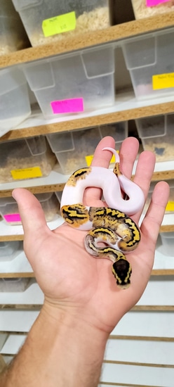 Pastel Pied Ball Python by J.B. Morphs Exotics
