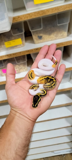 Pastel Pied Ball Python by J.B. Morphs Exotics