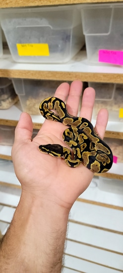 Het Pied Ball Python by J.B. Morphs Exotics