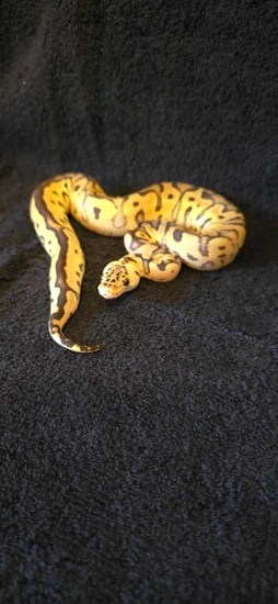 Pastel Clown Ball Python by J.B. Morphs Exotics