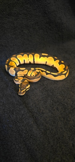 Orange Dream Het Albino 50% Het Pied Ball Python by J.B. Morphs Exotics