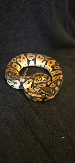 Pastel Ball Python by J.B. Morphs Exotics