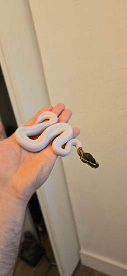 Pied Ball Python by J.B. Morphs Exotics