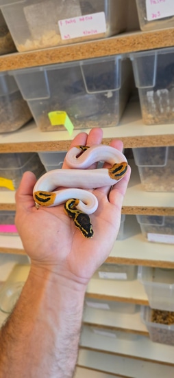 Pied Ball Python by J.B. Morphs Exotics