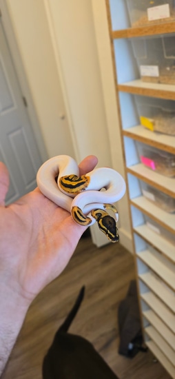 Pied Ball Python by J.B. Morphs Exotics