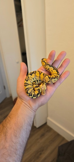 Pastel Clown Ball Python by J.B. Morphs Exotics