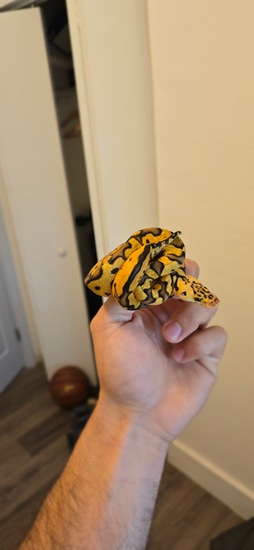 Pastel Clown Ball Python by J.B. Morphs Exotics