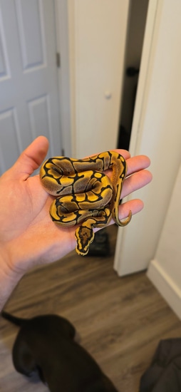 Spider Het Pied Ball Python by J.B. Morphs Exotics