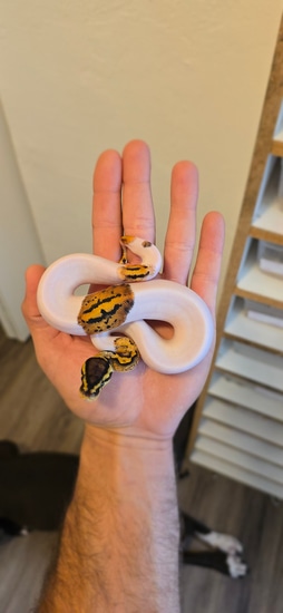 Pastel Pied Ball Python by J.B. Morphs Exotics