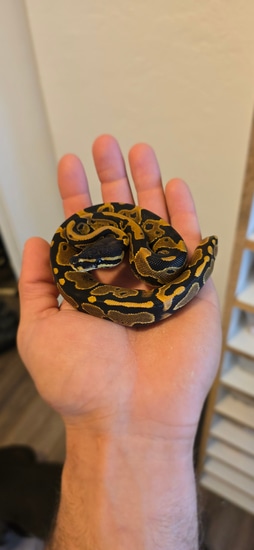 Het Pied Ball Python by J.B. Morphs Exotics