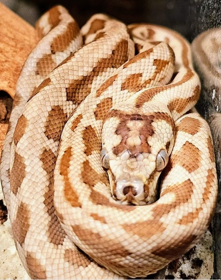 Caramel Jag 50%het Axanthic Coastal Carpet Python by Soulstice serpents