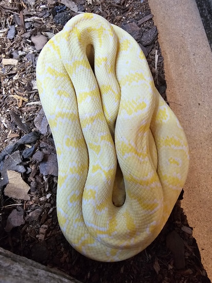 Albino Jag Coastal Carpet Python by Soulstice serpents