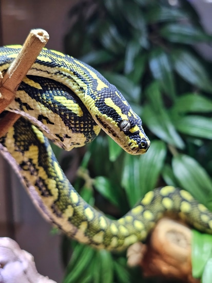 Gamma Diamond Jungle Jungle Carpet Python by Soulstice serpents