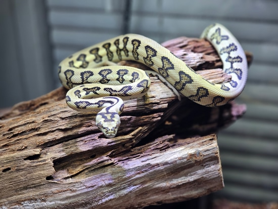 Caramel Jag Coastal Carpet Python by Soulstice serpents