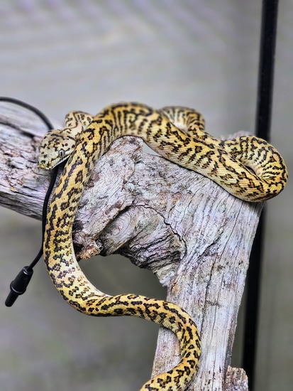 (23) Caramel Zebra Jaguar Carpet Python Jungle Carpet Python by ...
