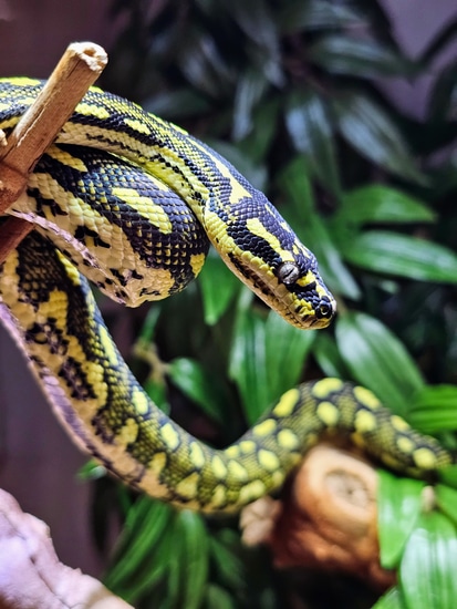Gamma Diamond Jungle Jag Sib Jungle Carpet Python by Soulstice serpents