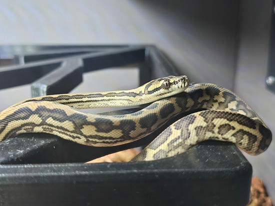 Coastal Het Axanthic Coastal Carpet Python by Soulstice serpents
