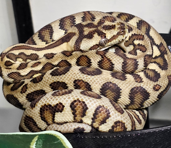 (24) 75% Bredli DJJ Other Carpet Python by Soulstice serpents