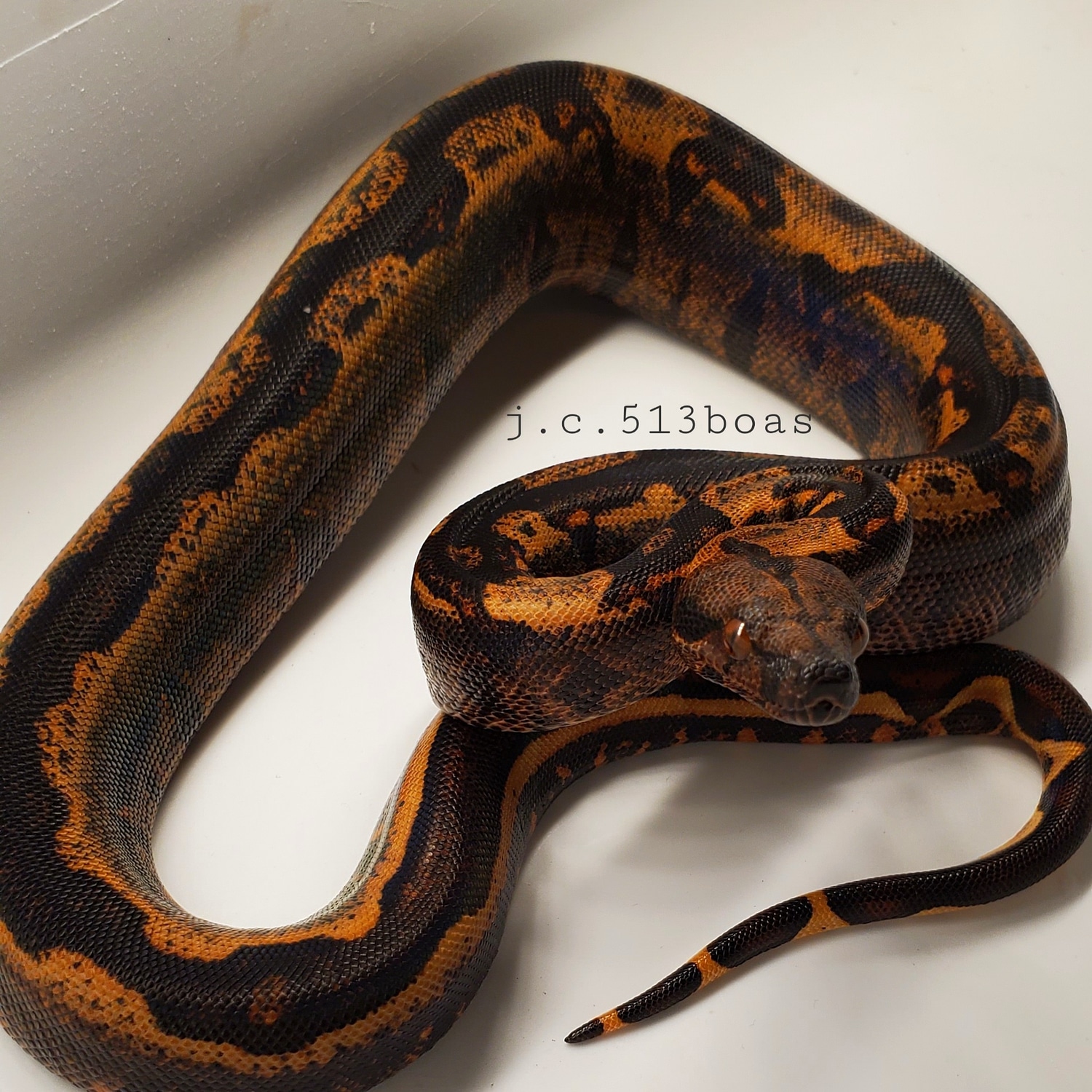 Img Jungle Blood 50% Het Kahl Boa Constrictor by J.C. 513 boas ...