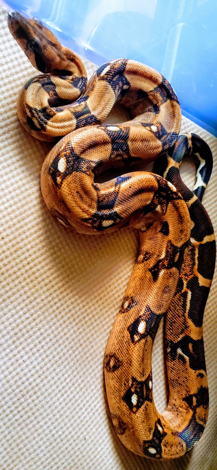 Blood Het Sharp Ready To Breed Boa Constrictor by J.C. 513 boas ...