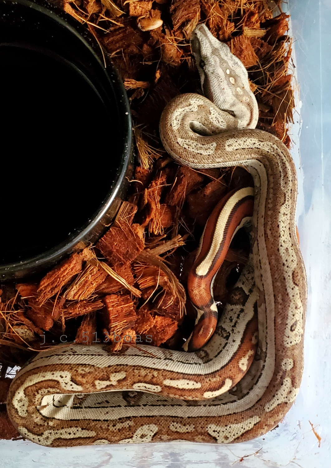 Full Striped Jungle Boa Boa Constrictor by J.C. 513 boas - MorphMarket