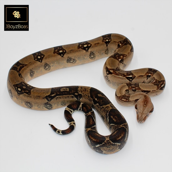 Purple Pastel 100% DBL Het Sharp Albino & Leopard Boa Constrictor by ...
