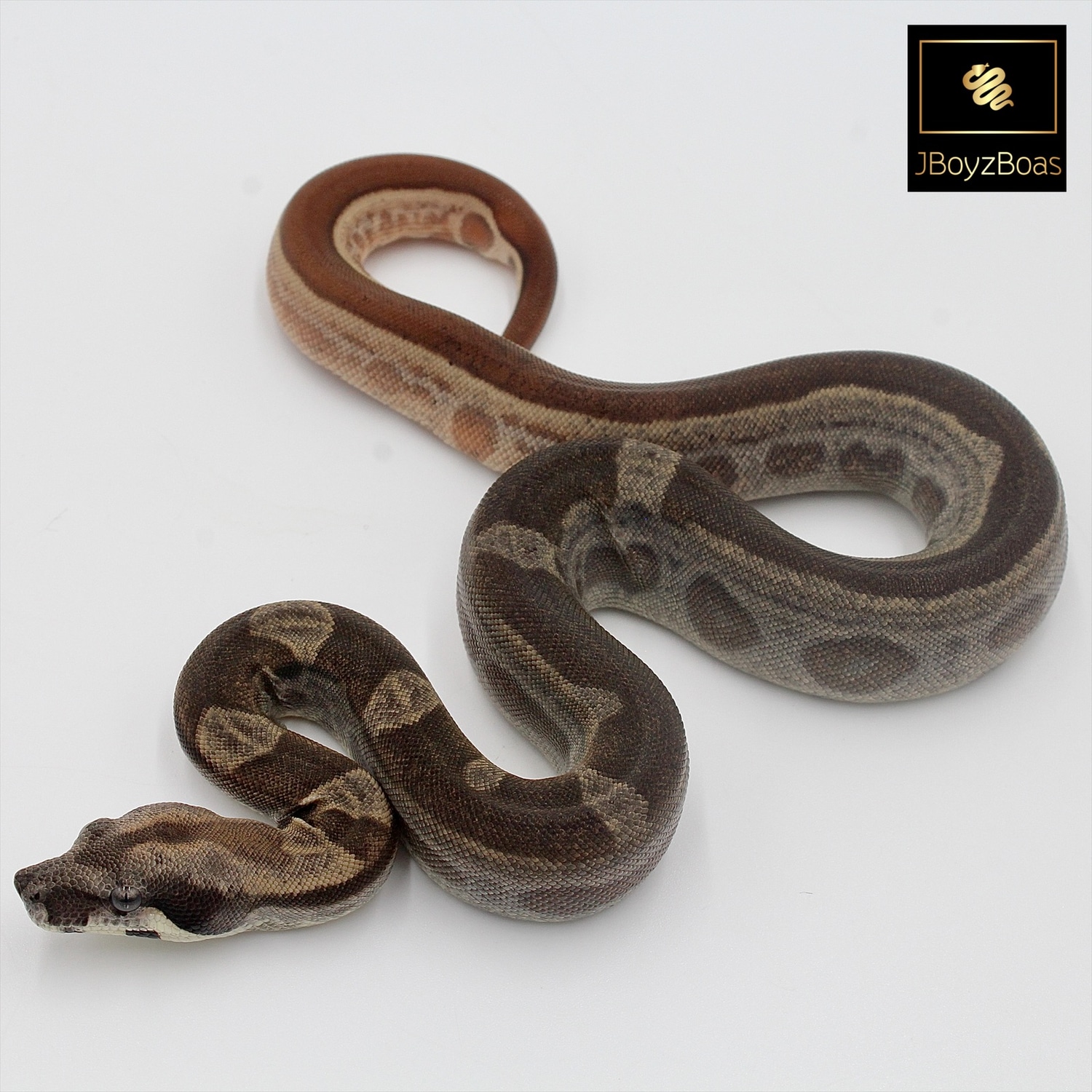 Hypo Motley Jungle 100% Het Kahl Albino Boa Constrictor by JBoyzBoas ...