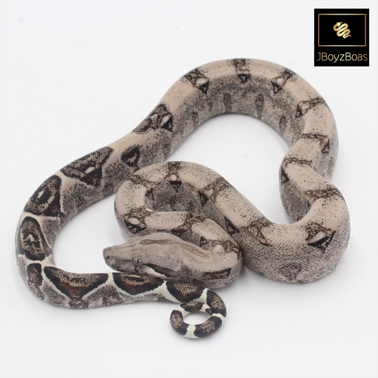Purple Pastel 100% Het Anery 1, 66% Het RDR BEA, 50% Het Sharp Albino ...