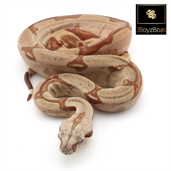 1.1 Hypo (Poss Super) 100% Het Sterling & VPI T-Positive Boa ...