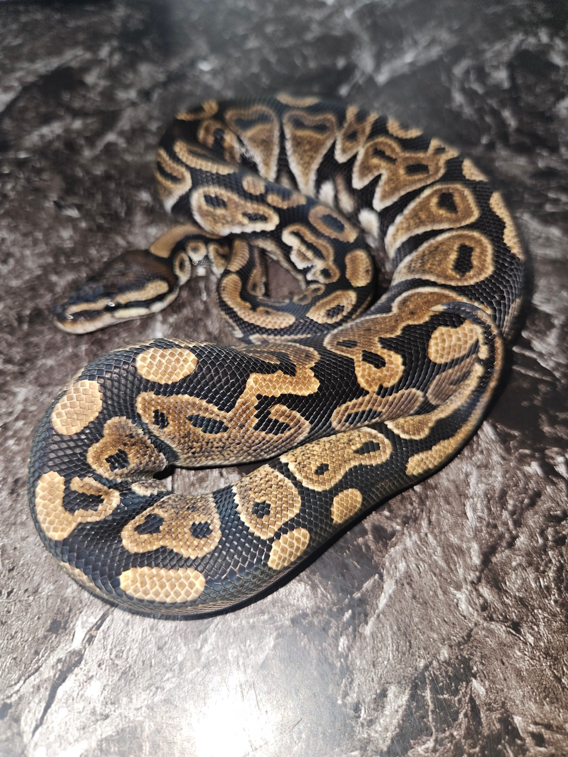 Het Paint #2 Ball Python by Jimi Baker Reptiles LLC - MorphMarket
