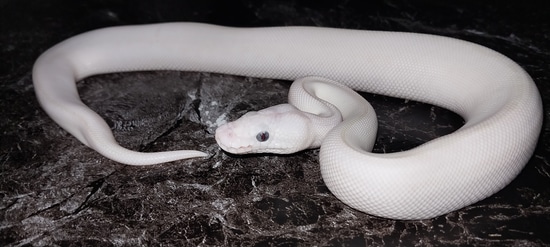 Lesser Mojave 100% Het Albino Ball Python by Jimi Baker Reptiles LLC