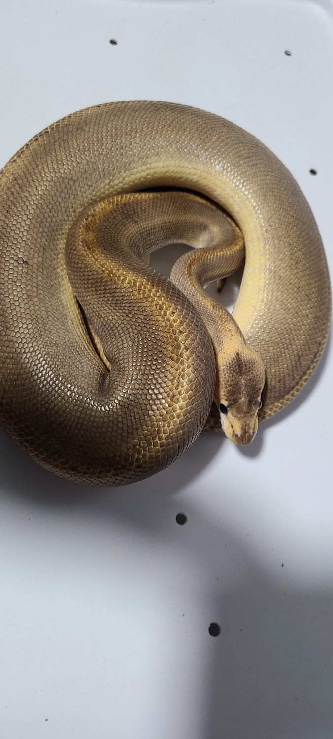 Champagne Het Clown Ball Python by OnlySnakes - MorphMarket