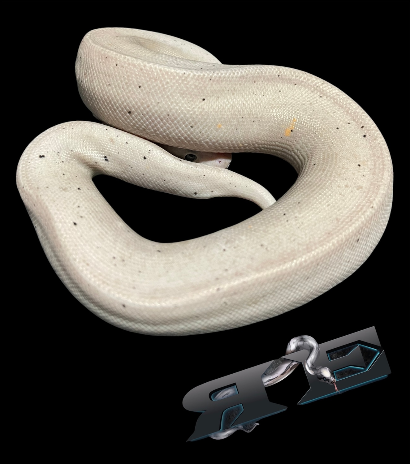 Super Black Pastel Banana 100% Het Pied Ball Python by OnlySnakes ...