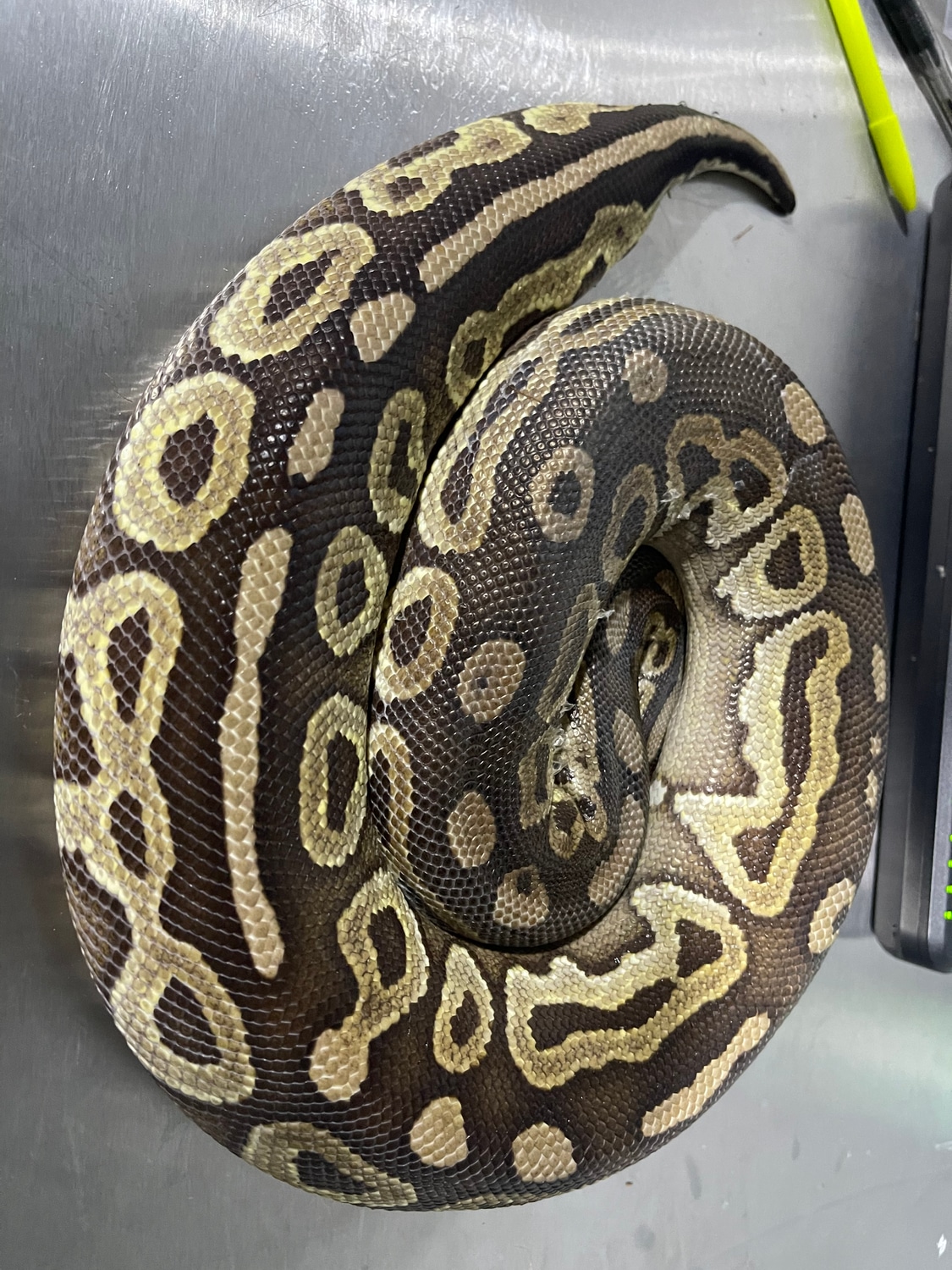 RTB Virgin Cinnamon Mojave Ball Python by OnlySnakes - MorphMarket